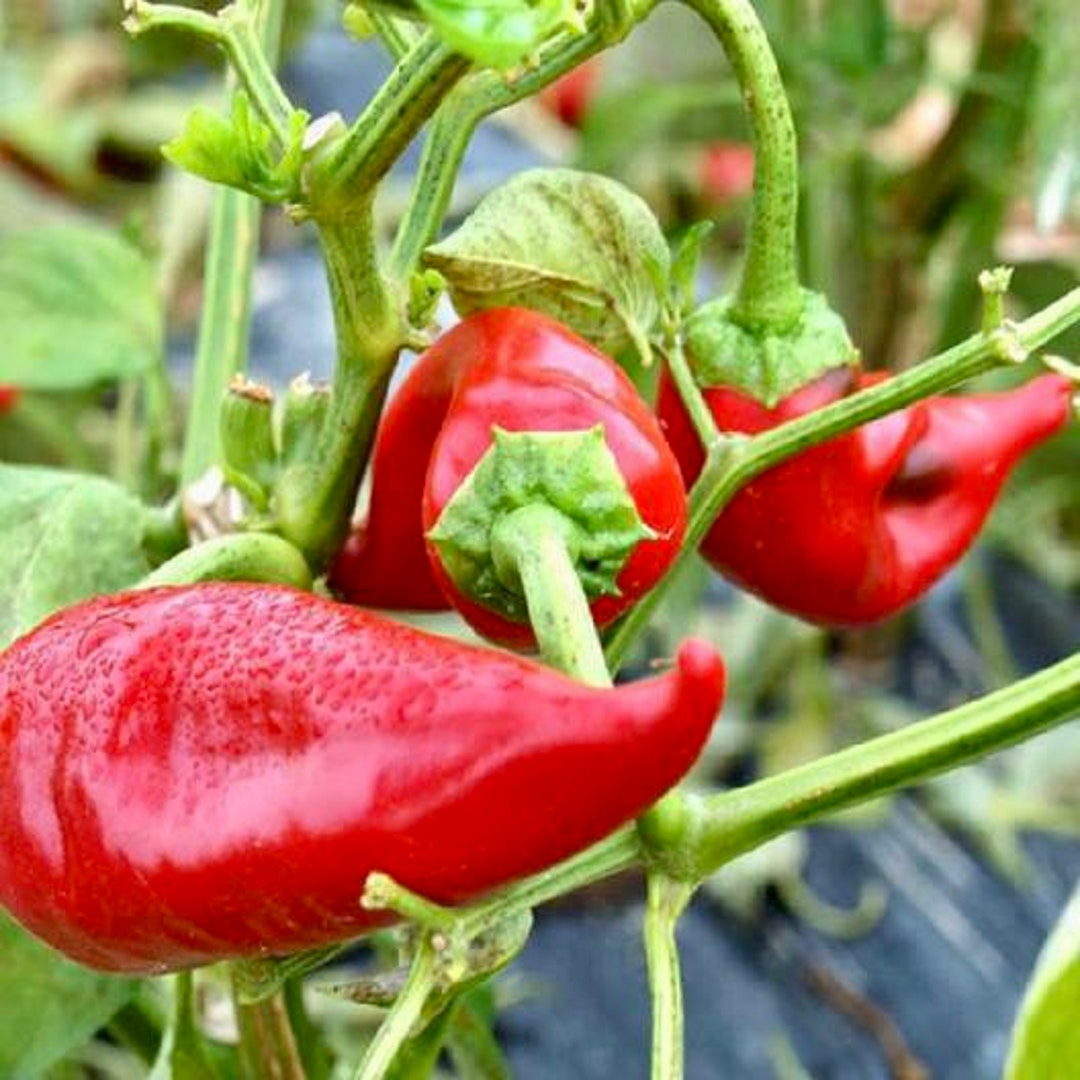 Piquillo Spanish Pepper Seeds (10) - Etsy