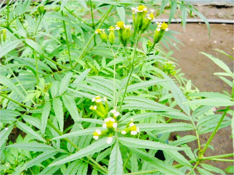 Huacatay Live Peruvian Huacatay/black Mint Plant. PRE Order - Etsy