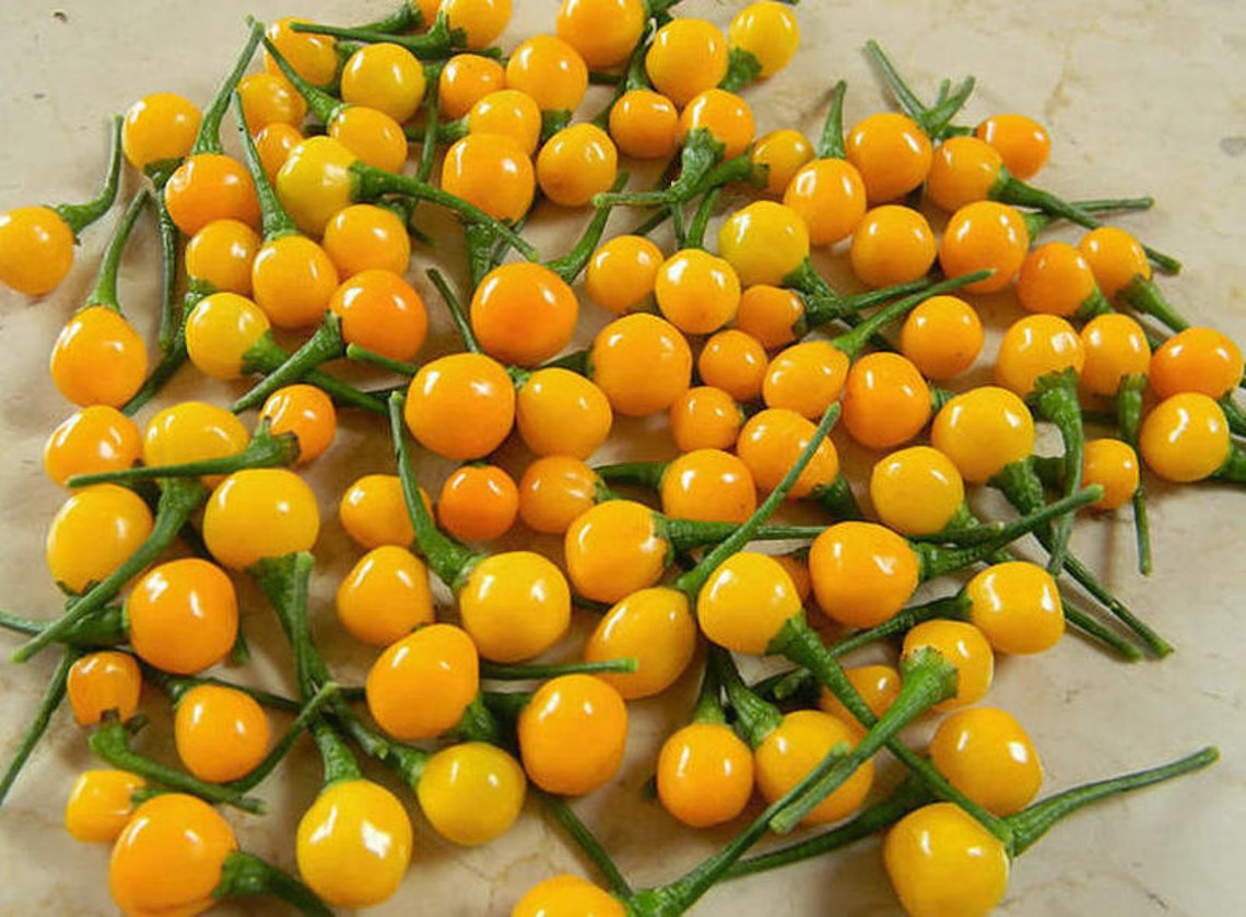 Aji Charapita Peruvian Pepper Seeds 20 | Etsy