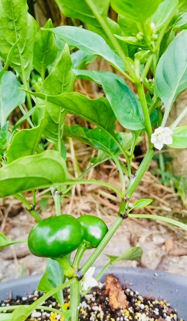 Hot Cherry Bomb Pepper Seeds 10 - Etsy