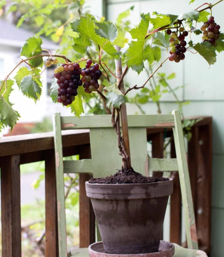 Live Grape Plant 20 Inches Taller - Etsy