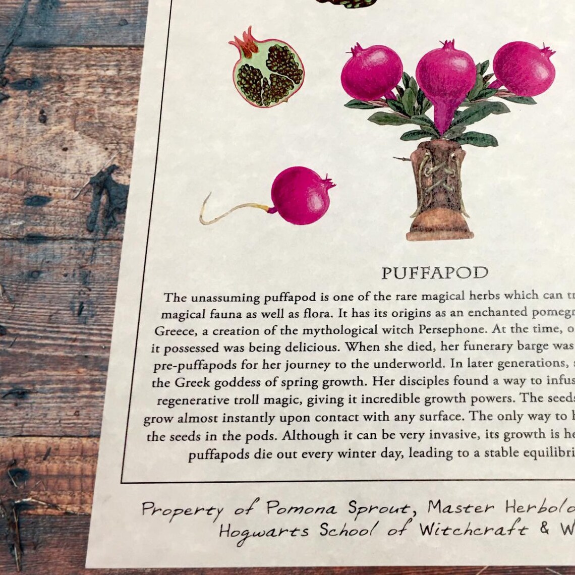 Puffapod Harry Pottery Print Herbology Printable Watercolor | Etsy