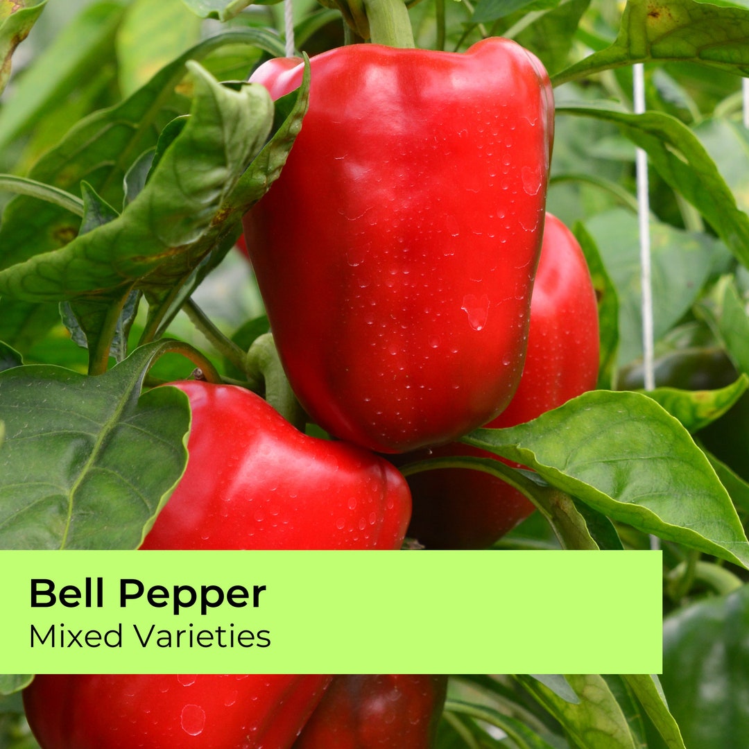 Bell Pepper | ~50 Seeds | Capsicum Annuum | Mixed Varieties | Great for ...