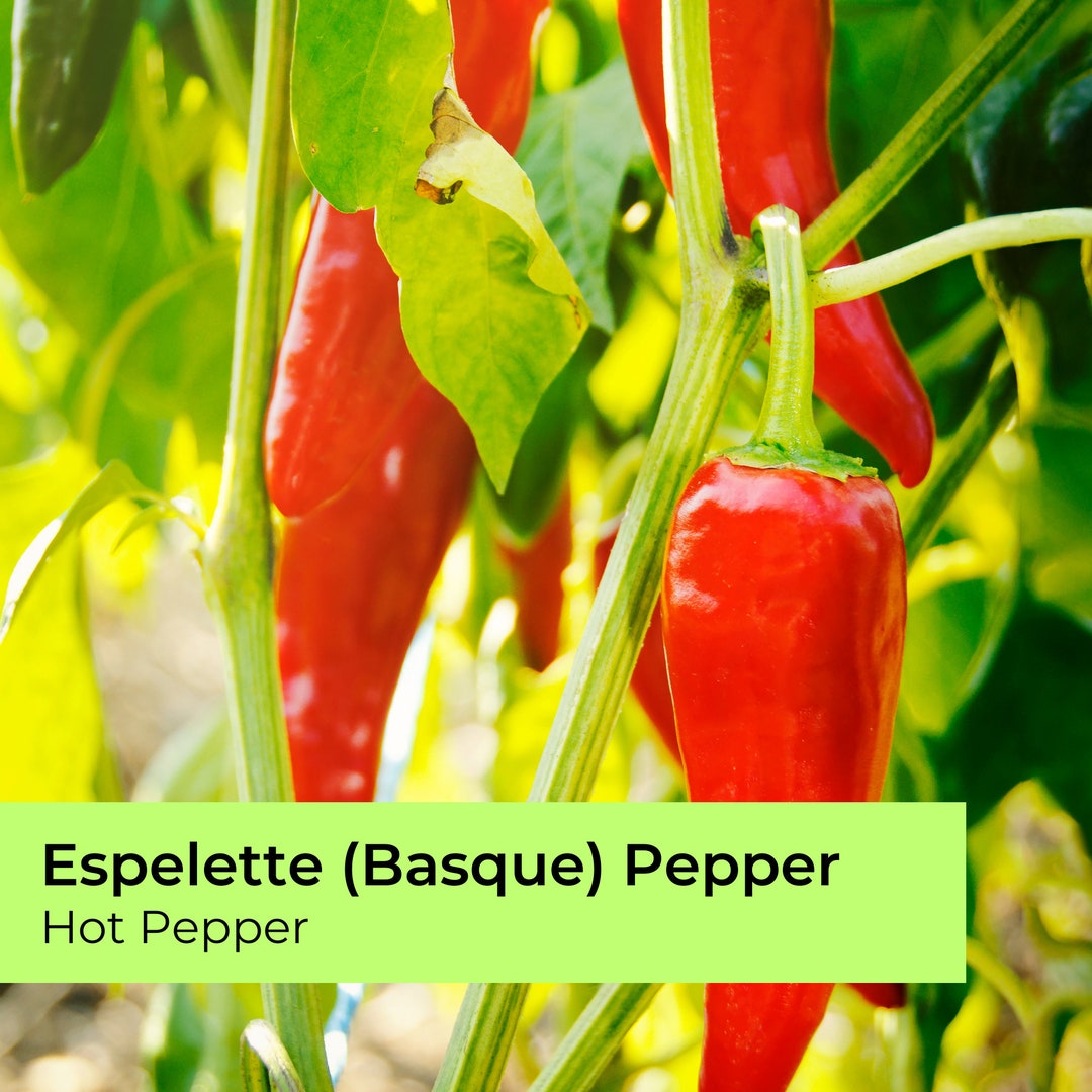Espelette Pepper Seeds | ~25 Seeds | Basque Chile | Capsicum Annuum ...