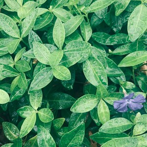 100 Vinca Minor Vine Periwinkle Creeping Myrtle Ground Cover Bare Root ...