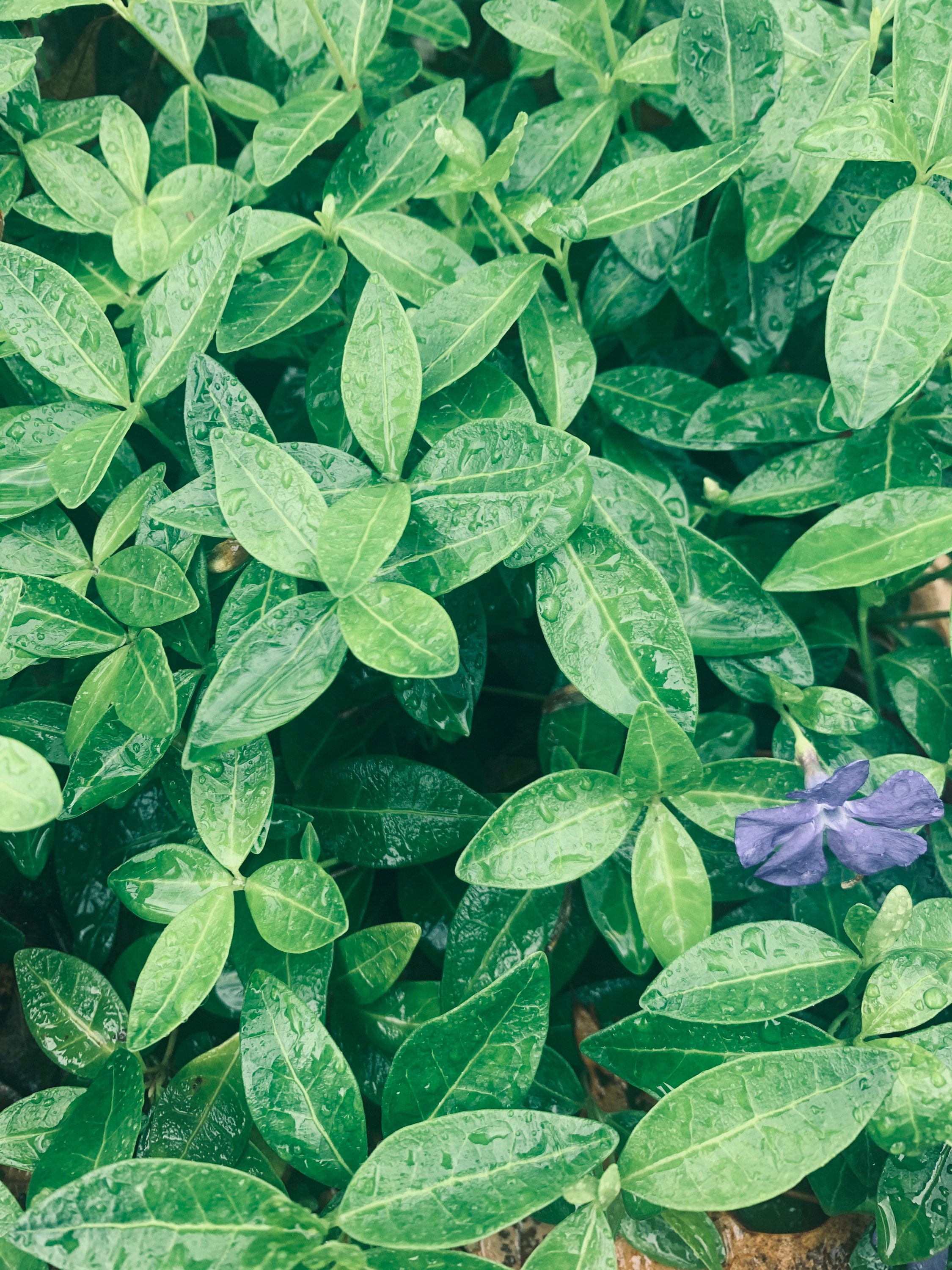 100 Vinca Minor Vine Periwinkle Creeping Myrtle Ground Cover Bare Root ...