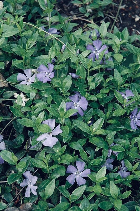 100 Vinca Minor Vine Periwinkle Creeping Myrtle Ground Cover Bare Root ...