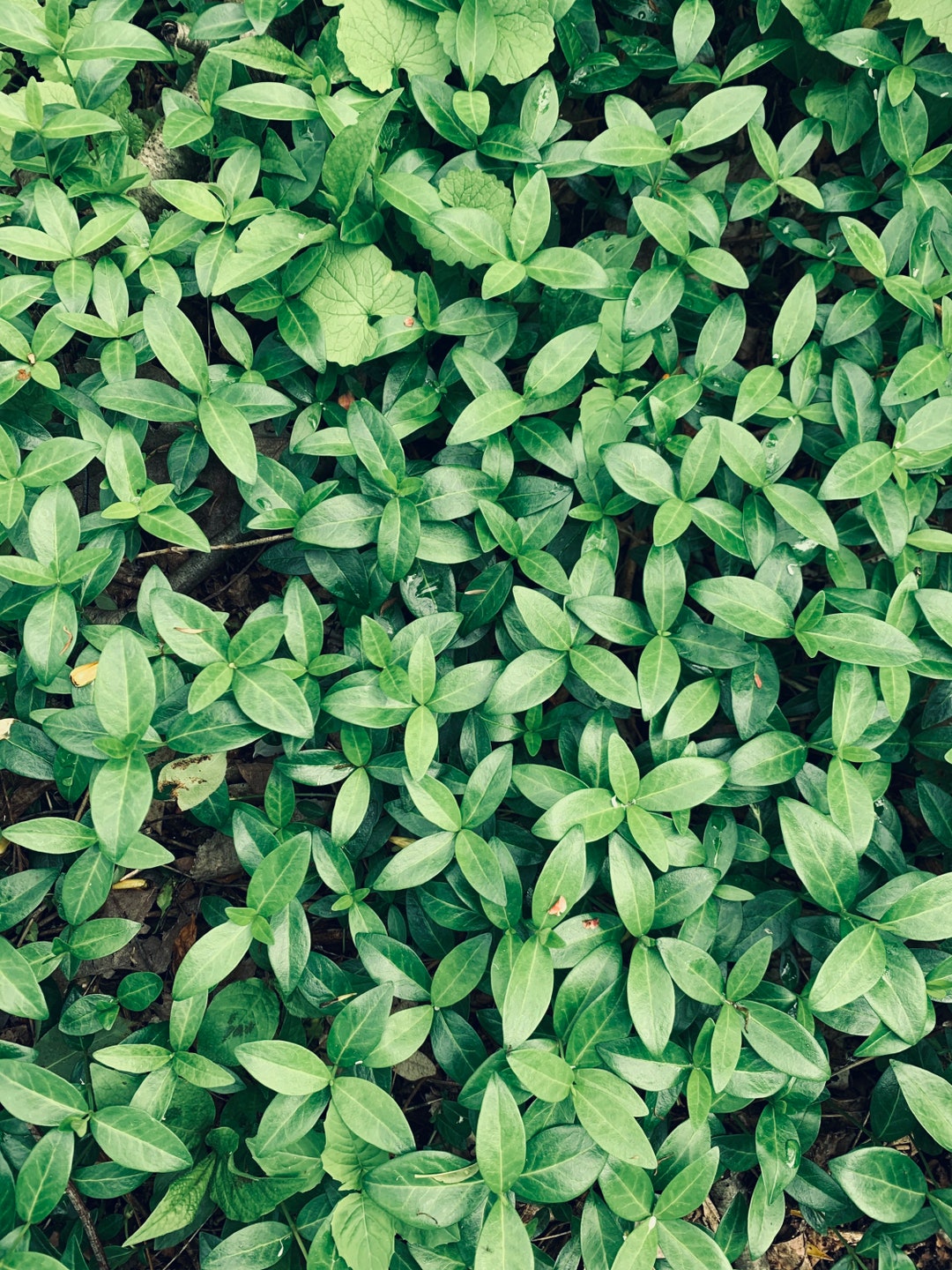 100 Vinca Minor Vine Periwinkle Creeping Myrtle Ground Cover Bare Root ...