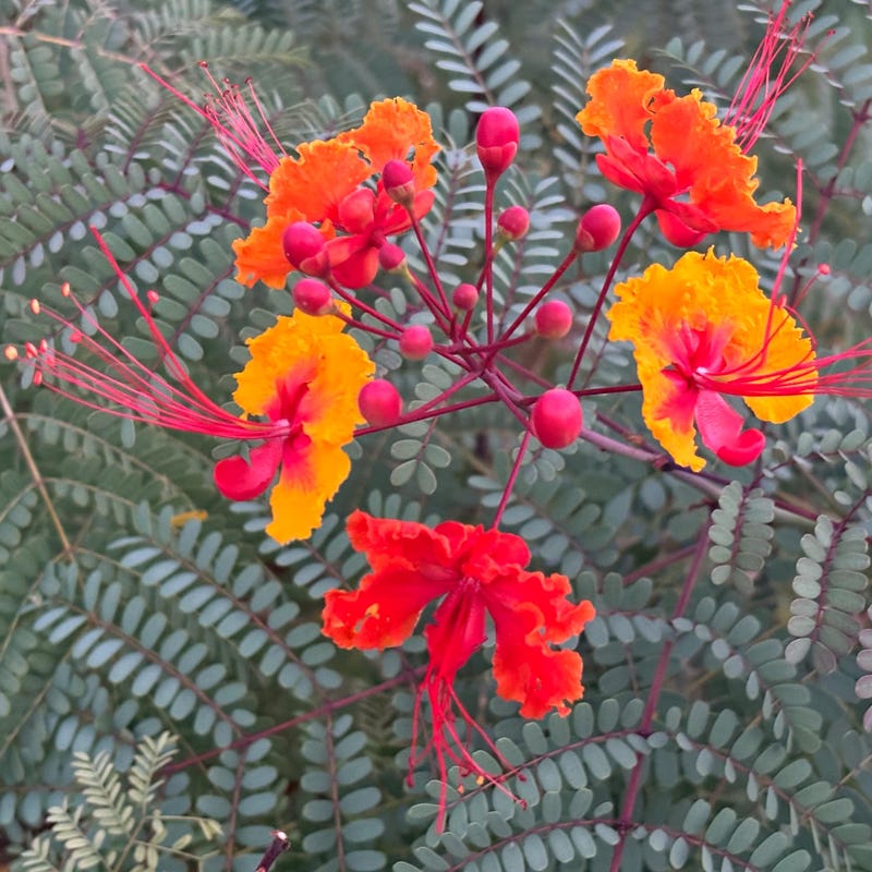 Pride of Barbados - Etsy