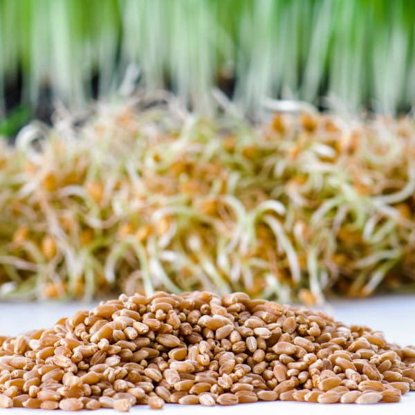 Bulk Organic Hard Red Winter Wheat Berries, Wheatgrass Seeds, Premium ...