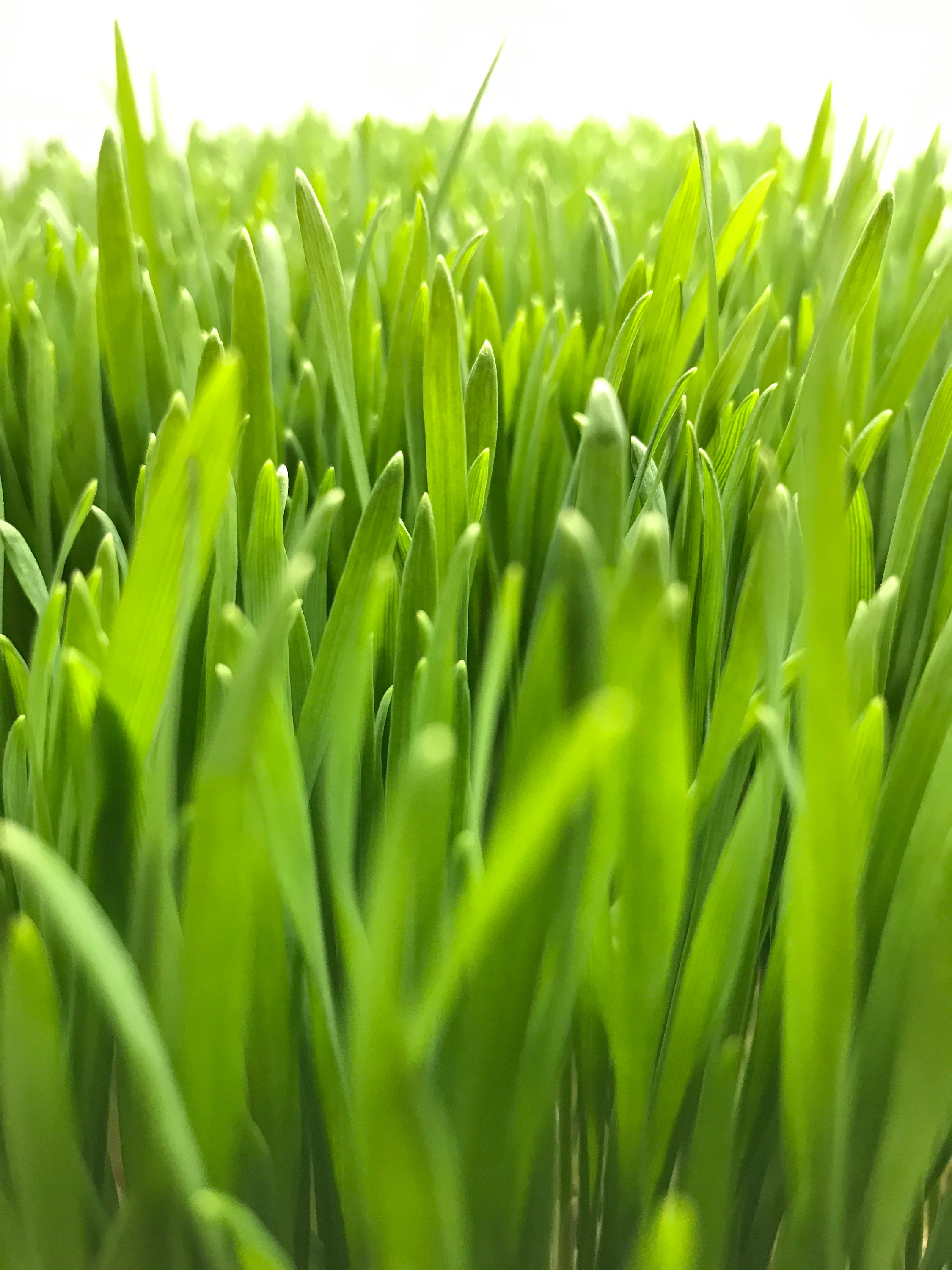 Bulk Organic Hard Red Winter Wheat Berries, Wheatgrass Seeds, Premium ...