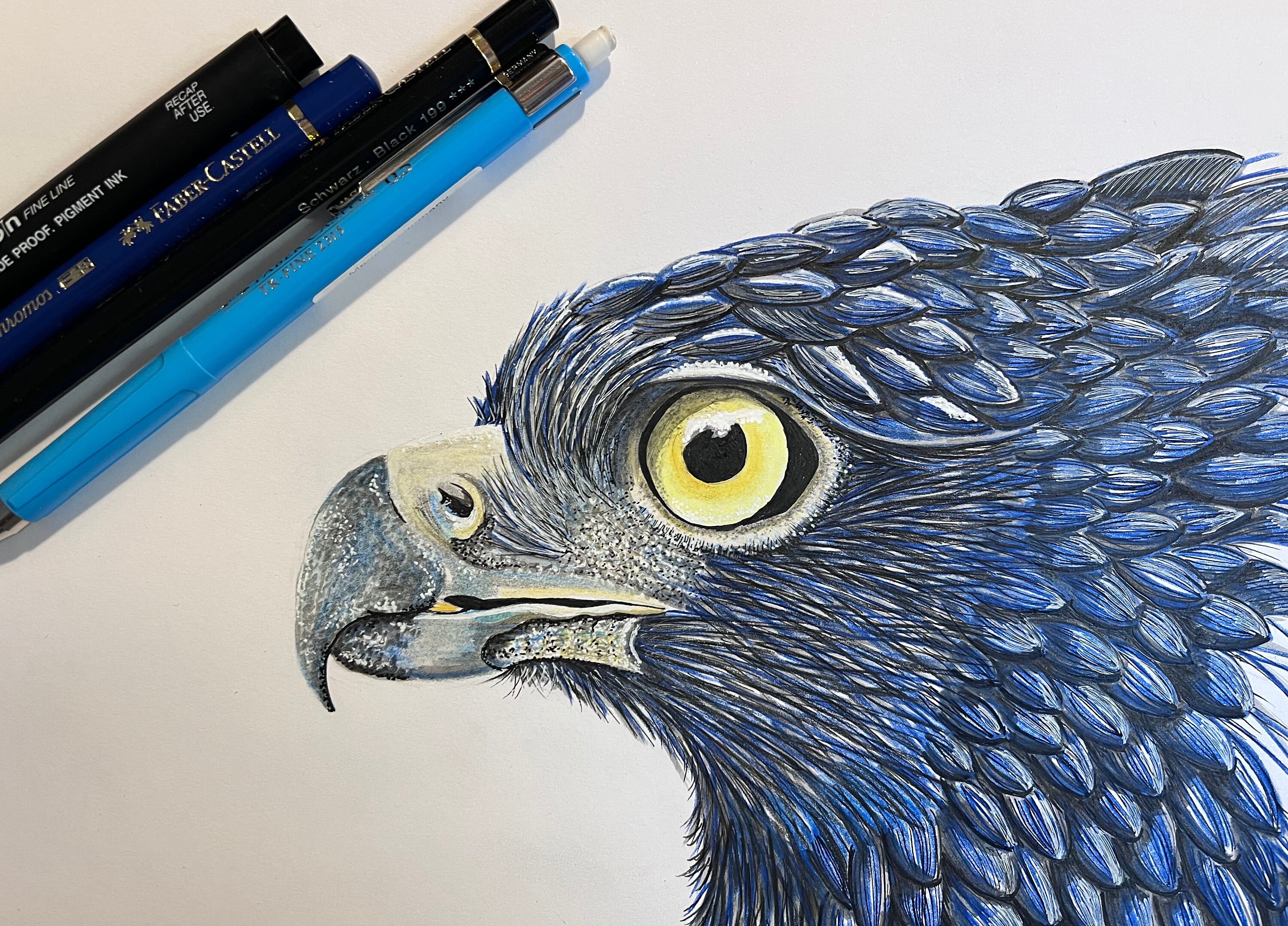 Eddie the Black Hawk Eagle Original Pencil Drawing - Etsy