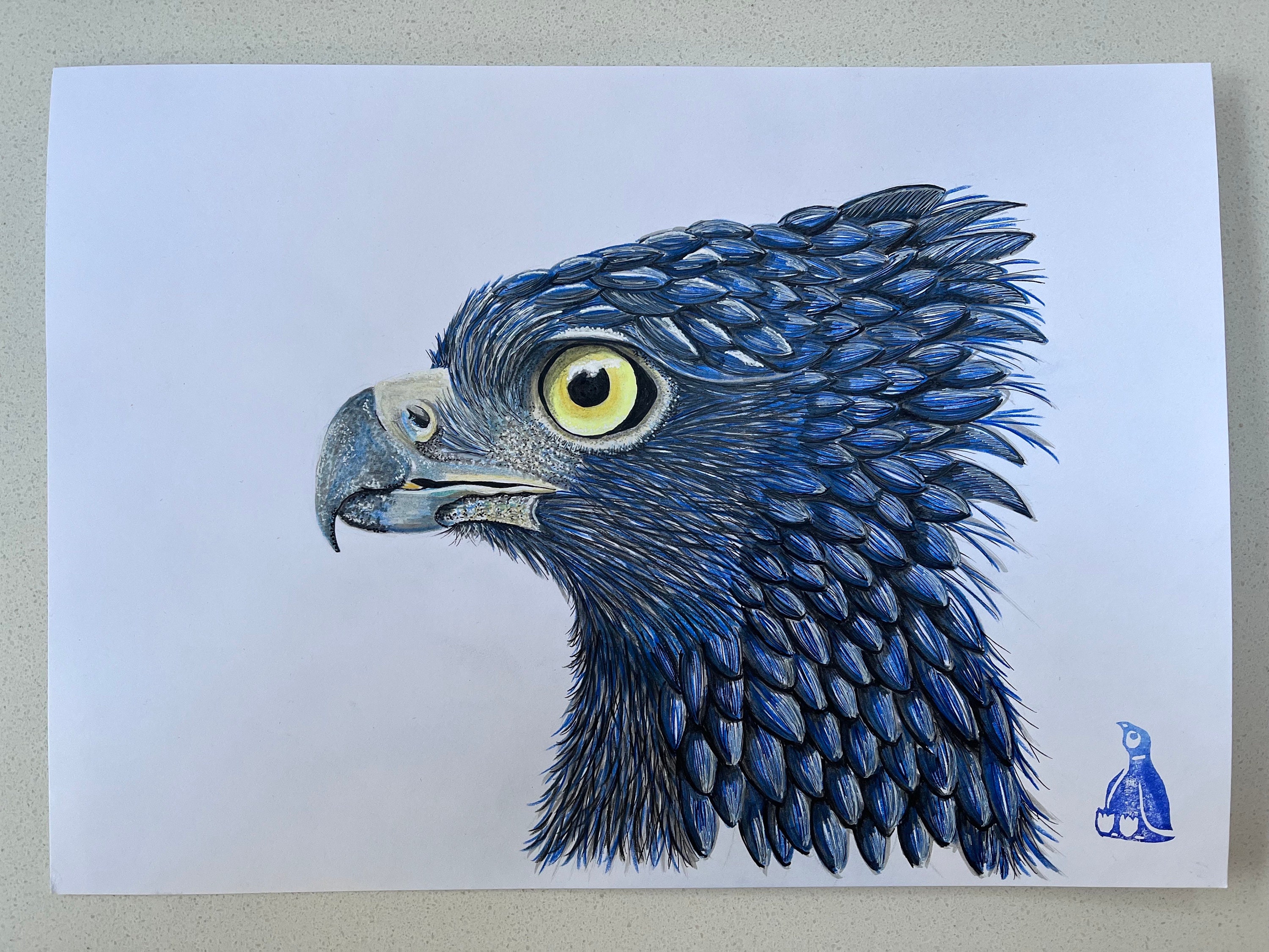 Eddie the Black Hawk Eagle Original Pencil Drawing - Etsy