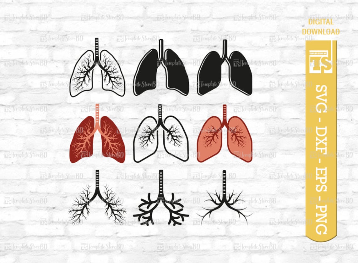 Human Lung Svg, Lungs Svg, Respiratory System Svg, Pulmonology Svg ...