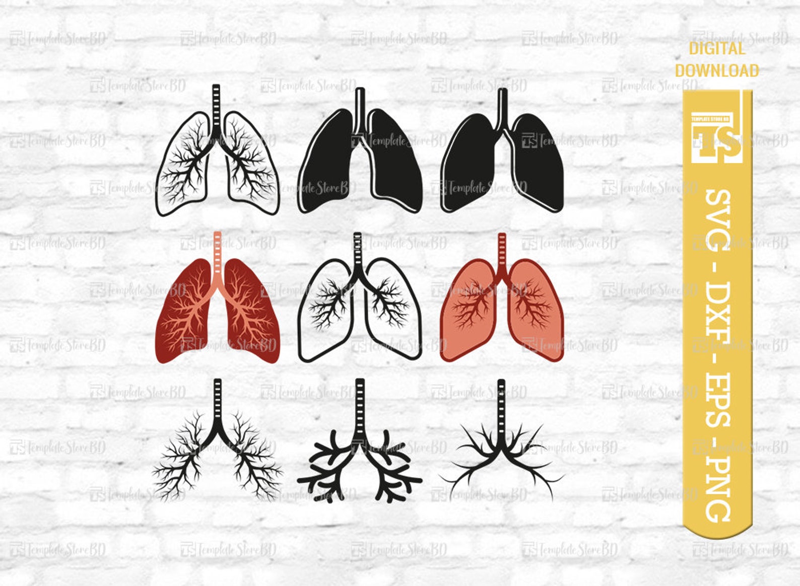 Human Lung Svg, Lungs Svg, Respiratory System Svg, Pulmonology Svg ...