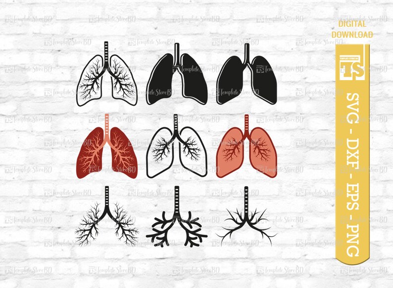 Human Lung Svg, Lungs Svg, Respiratory System Svg, Pulmonology Svg ...
