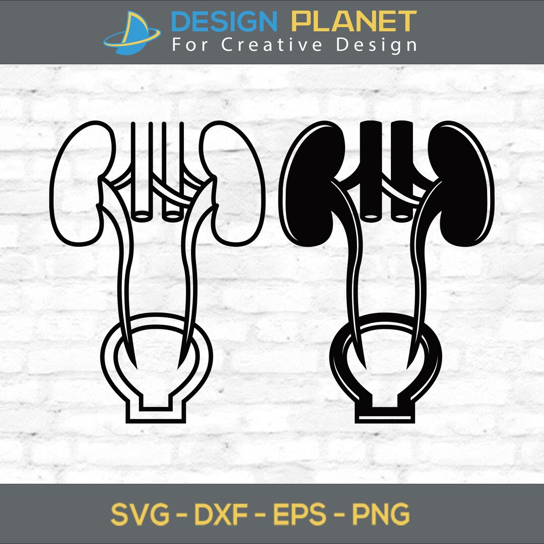 Kidney Svg,urinary Bladder Clipart,kidney Svg,urinary Silhouette ...