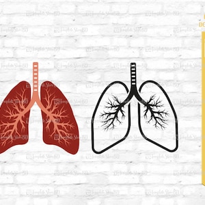Human Lung Svg, Lungs Svg, Respiratory System Svg, Pulmonology Svg ...