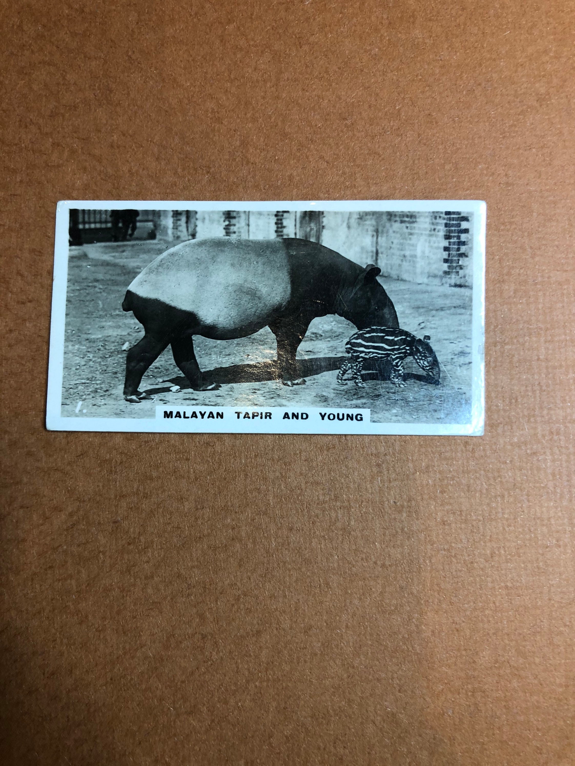 Rare Complete Set of Zoo Animal Cigarette Cards | Etsy