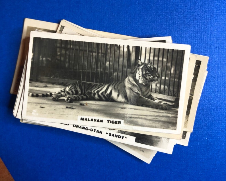 Rare Complete Set of Zoo Animal Cigarette Cards - Etsy