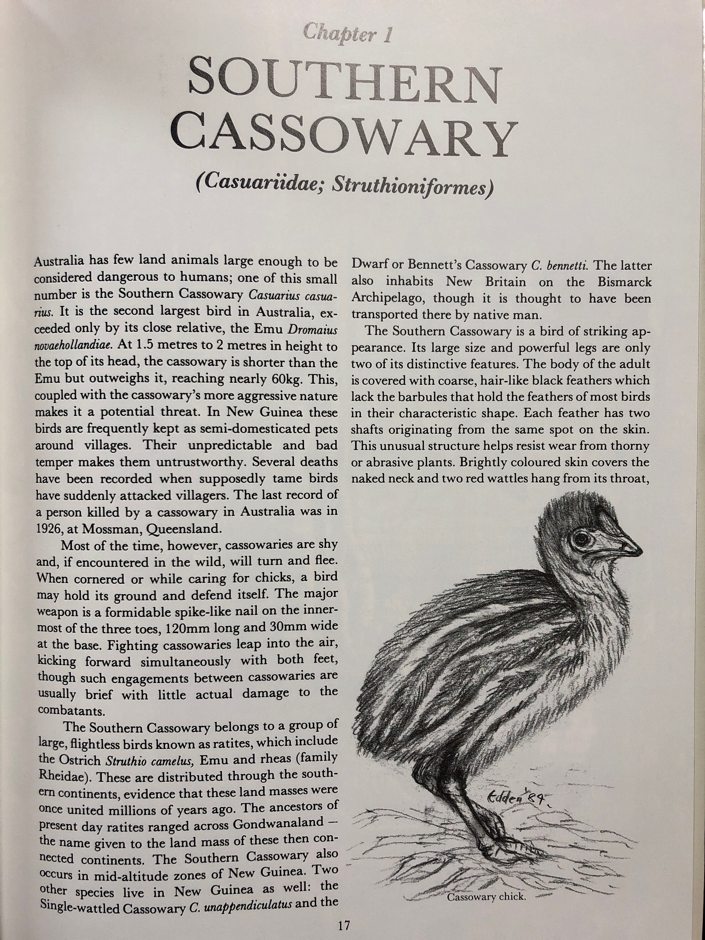 Birds of the Australian Rainforests, A Book by Walter Boles, Paintings ...