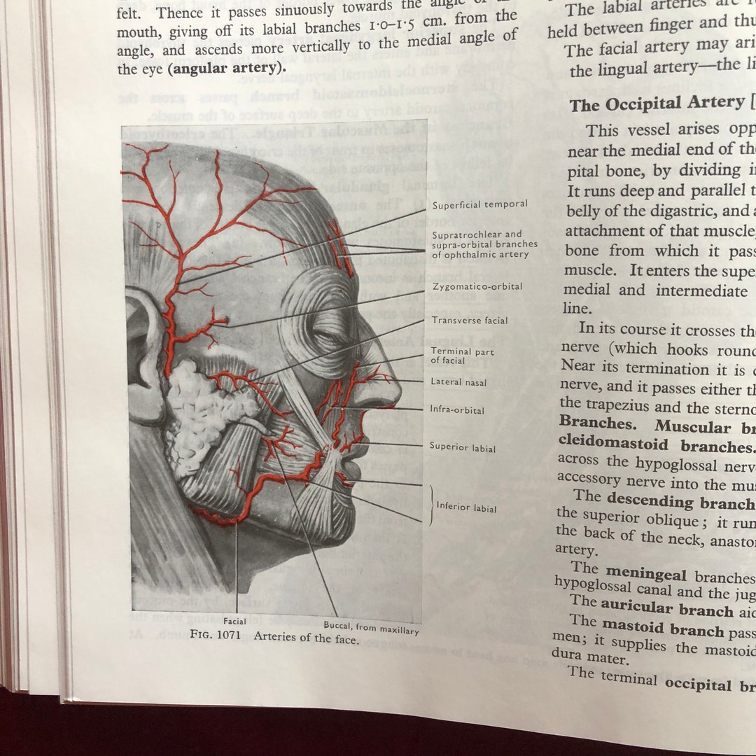 Cunningham’s Text Book of Anatomy, Edited by G.J. Romanes, Oxford ...