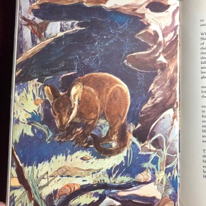 Pair of Children’s Books, Both Written by Leslie Rees, 1940’s, Shy the ...