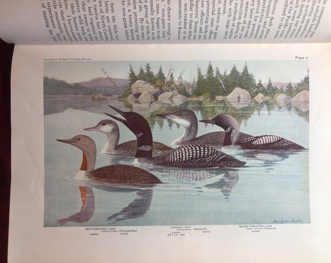 Birds of America, Ed. by T. Gilbert Pearson, 1936, Beautiful Bird ...