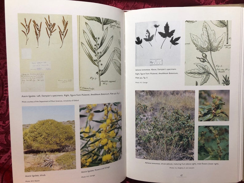 William Dampier in New Holland, Australia's First Natural Historian, A ...