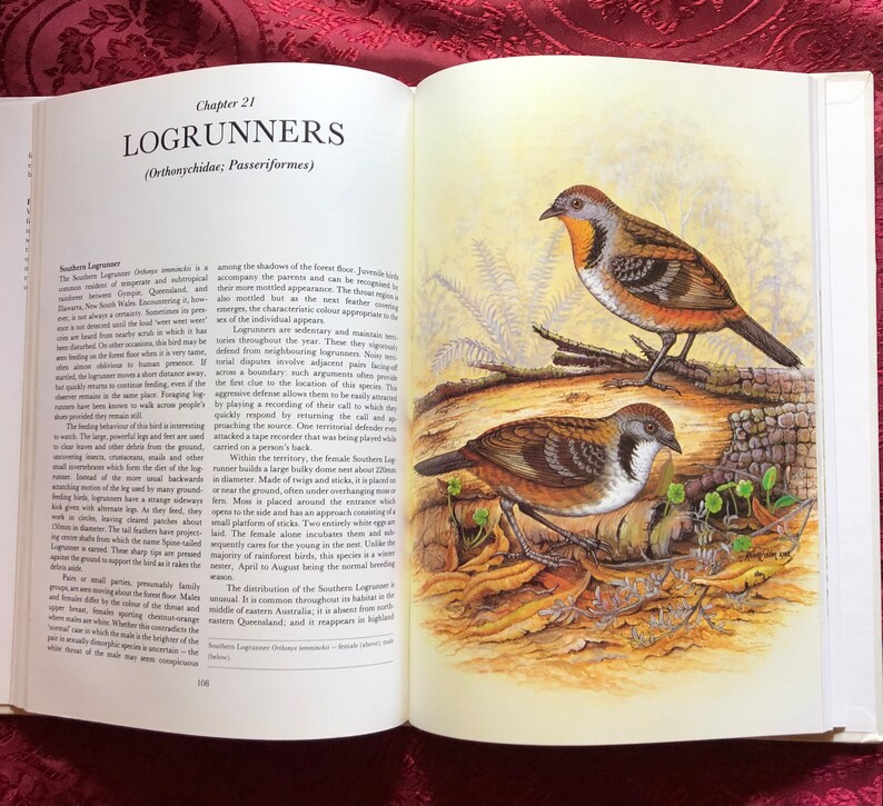 Birds of the Australian Rainforests, A Book by Walter Boles, Paintings ...