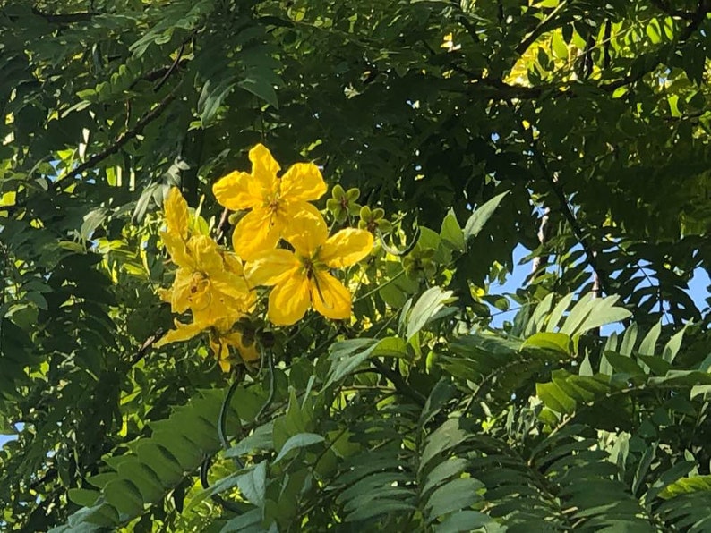 20 Golden Medallion Tree Seeds - Large Yellow Flowers Cassia ...