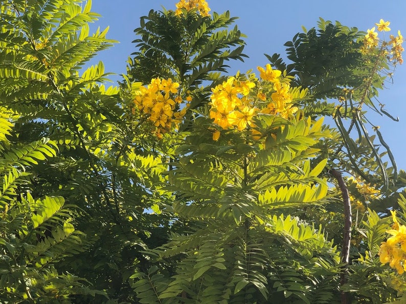 20 Golden Medallion Tree Seeds - Large Yellow Flowers Cassia ...