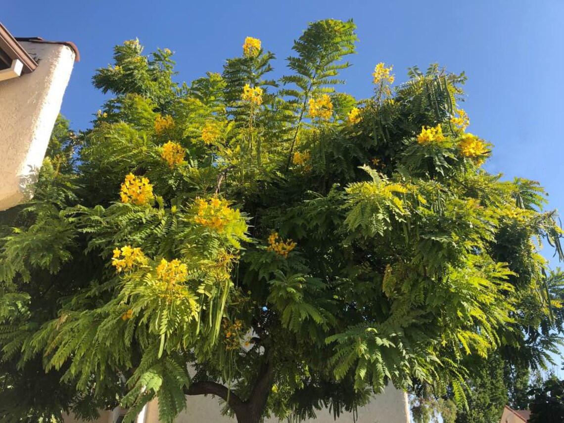 20 Golden Medallion Tree Seeds - Large Yellow Flowers Cassia ...
