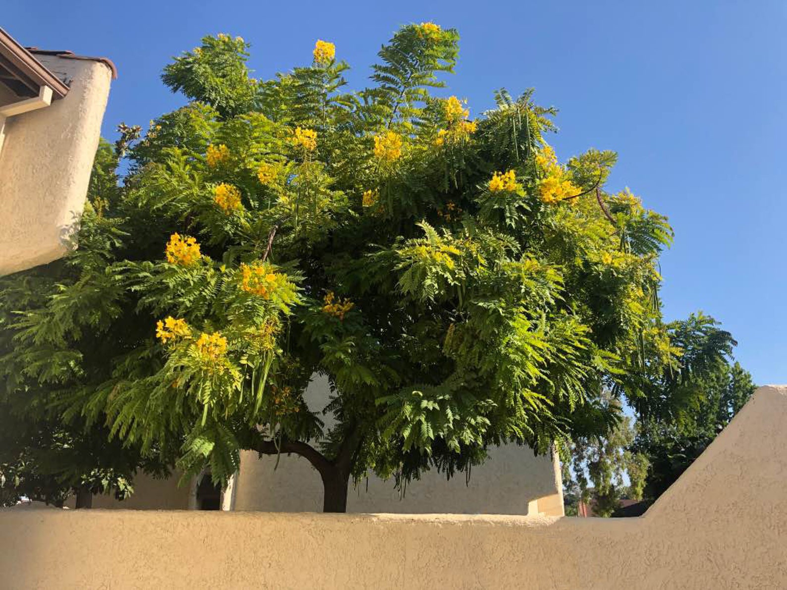 20 Golden Medallion Tree Seeds - Large Yellow Flowers Cassia ...