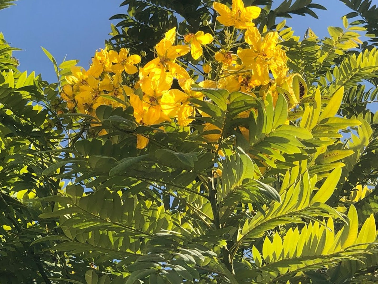 20 Golden Medallion Tree Seeds - Large Yellow Flowers Cassia ...