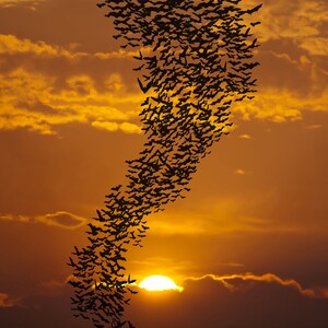 Flying Birds Wallpaper Mural / Bird Migration Wallpaper / Sunset Poster ...