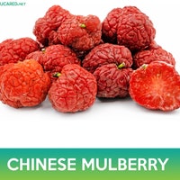 Mandarin Melon Berry Tree Organic {maclura T.} Edible Superfood ...