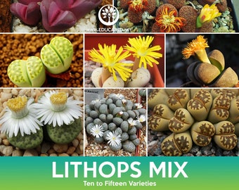 Lithop Seeds Mix, Living Stones Seeds, Colorful Mini Succulent ...
