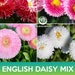 English Daisy Mix Seeds, Bellis Perennis Super Enorma - Etsy