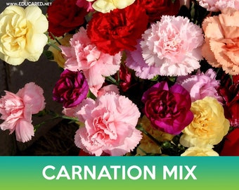 30 Carnation Dianthus Caryophyllus Chabaud Flower Seeds BW91072-9 - Etsy