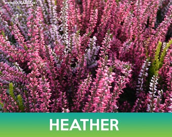 Calluna Vulgaris Perennial Heather Flower Seeds 1000 Seeds - Etsy