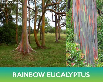 Rainbow Eucalyptus Tree Seeds eucalyptus Deglupta 100seeds - Etsy