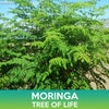 Moringa Tree Seeds - Organic, Heirloom, Open Pollinated, Non GMO - Grow ...