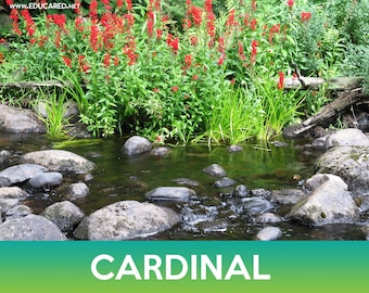 350 Red Cardinal Flower Seeds / Lobelia Cardinalis - Etsy