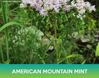 Bulk Mountain Mint Seeds, Native American Pycnanthemum Pilosum, Hairy ...