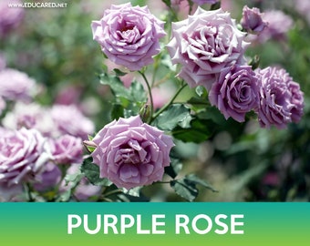 10 Pcs Purple Flower Rose Seeds Rare Amazingly Beautiful Purple Rose ...