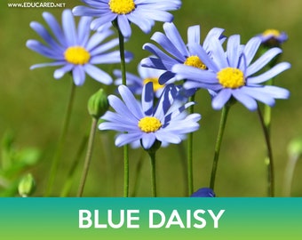 The Blues Blue Daisy Felicia Heterophylla Blue 50 Seeds - Etsy