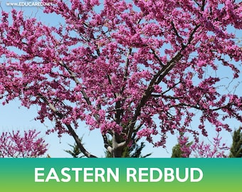 Cercis Canadensis Northern northern Red Bud Tree Seeds, Celebrated ...