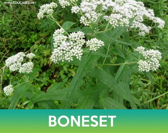Boneset Common Eupatorium Perfoliatum 1,250 Seeds - Etsy