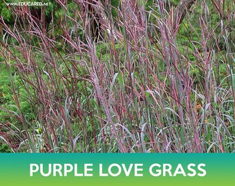 Bulk Purple Love Grass Seeds, Eragrostis Spectabilis ER405C - Etsy